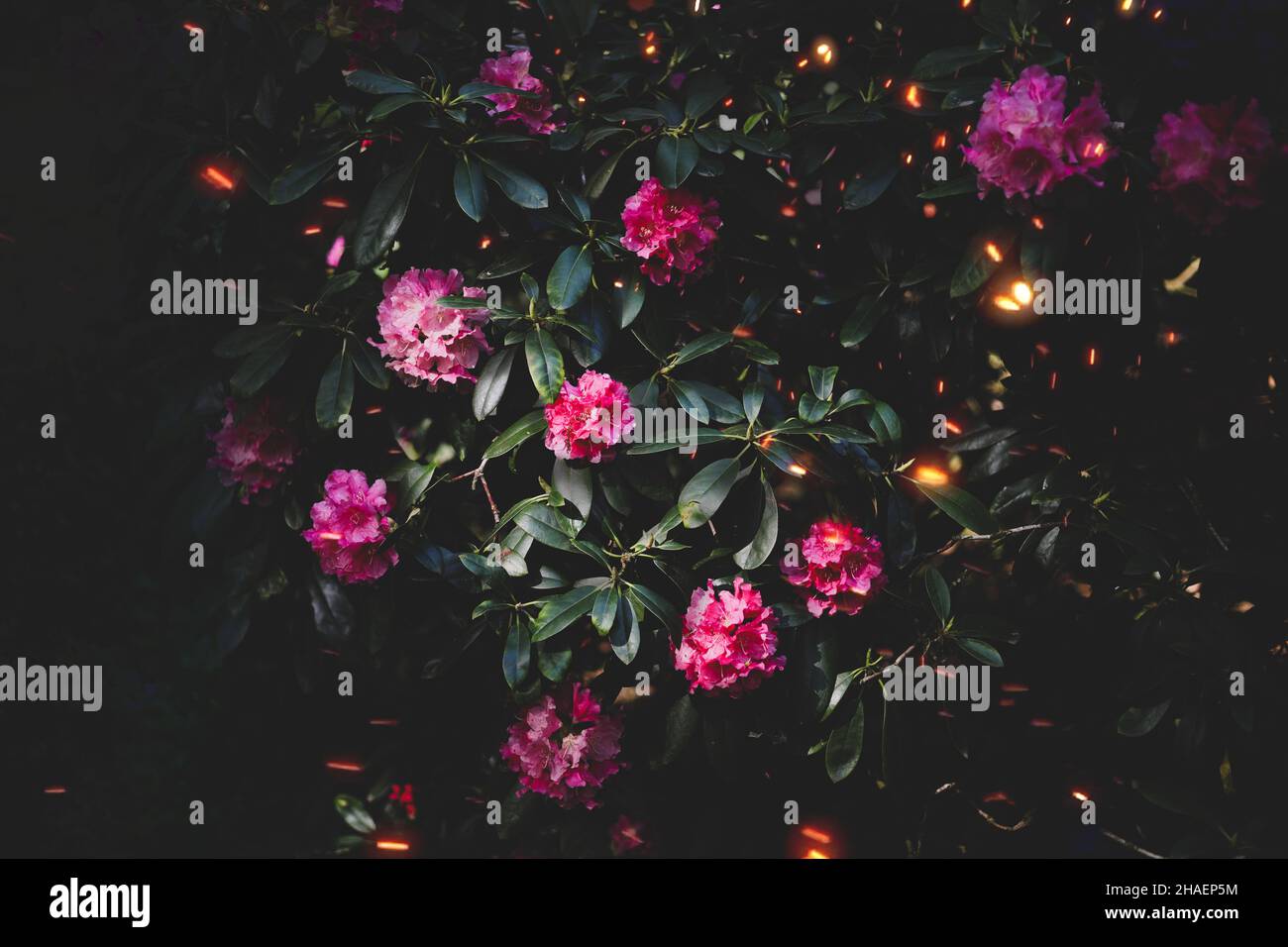 Secret garden, Summer flowers of azalea, rhododendron, natural ...