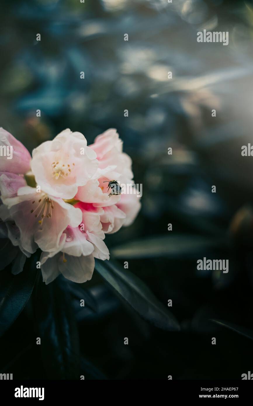 Summer flowers of azalea, rhododendron, natural treasures. Green witch ...