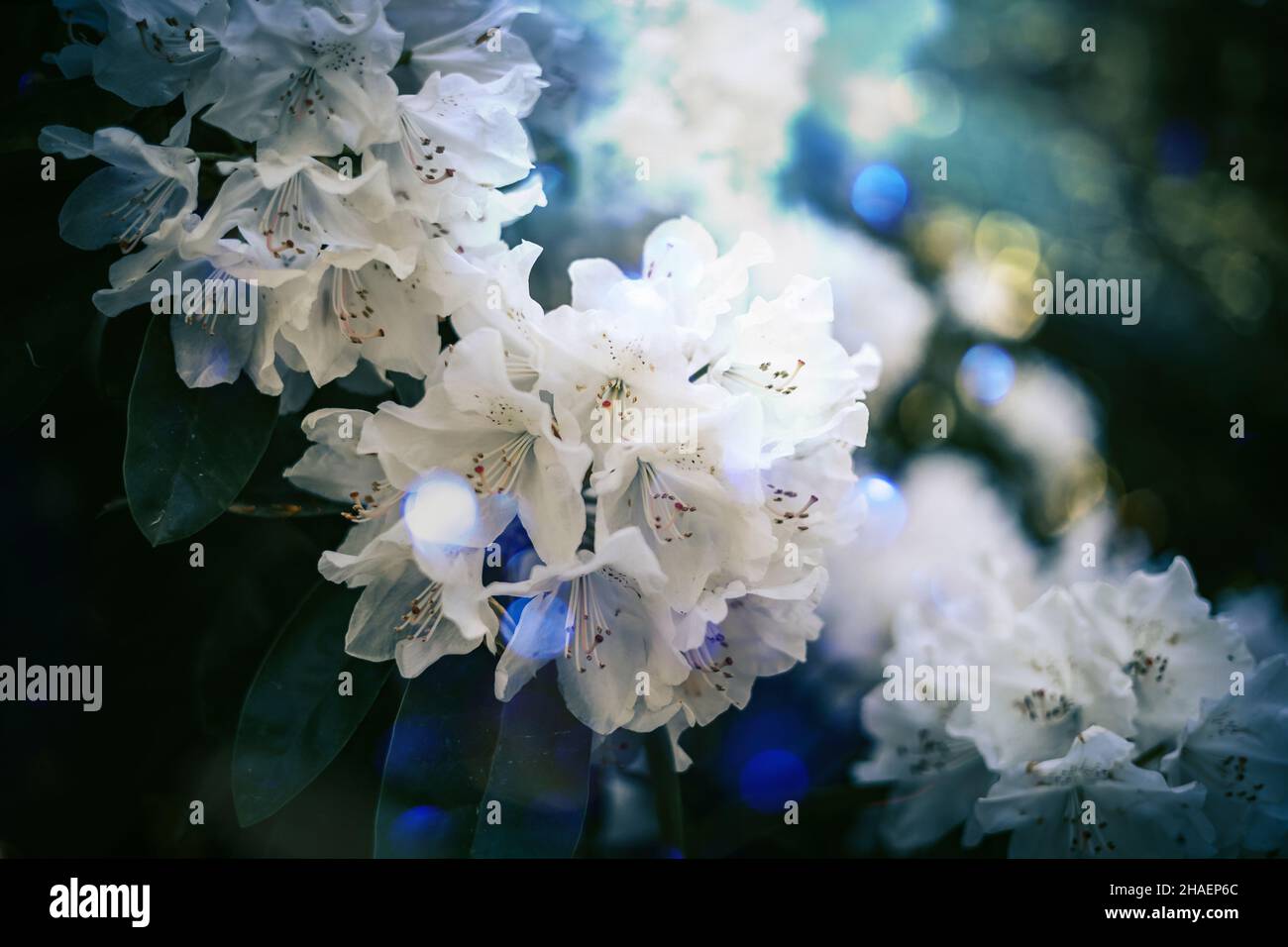 Summer flowers of azalea, rhododendron, natural treasures. Green witch ...