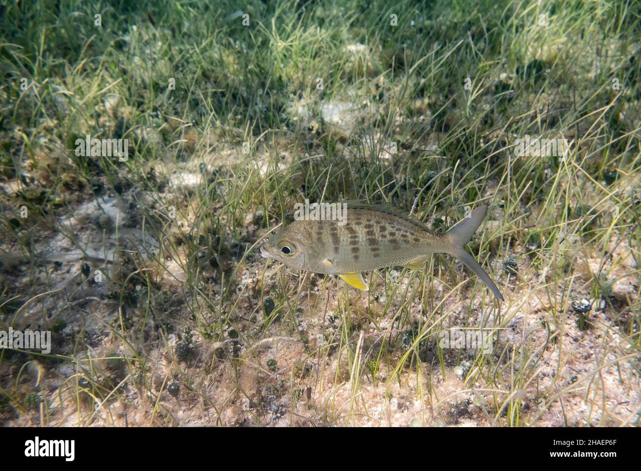 A yellowfin mojarra fish swimming around in caribbean waters Stock ...