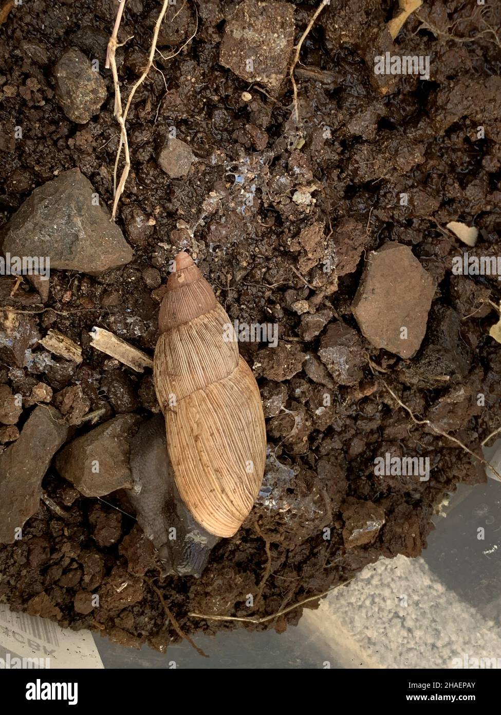 A top view of a Rosy Wolf Snail (A Predator) on a dirt clay ground ...