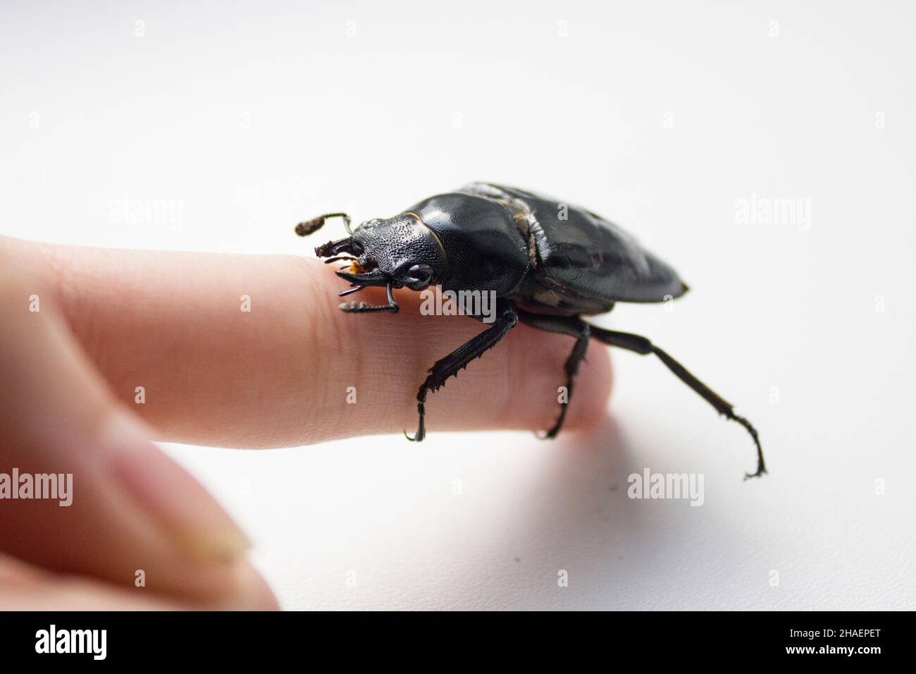 Lucanus cervus, the European stag beetle, is one of the best-known ...