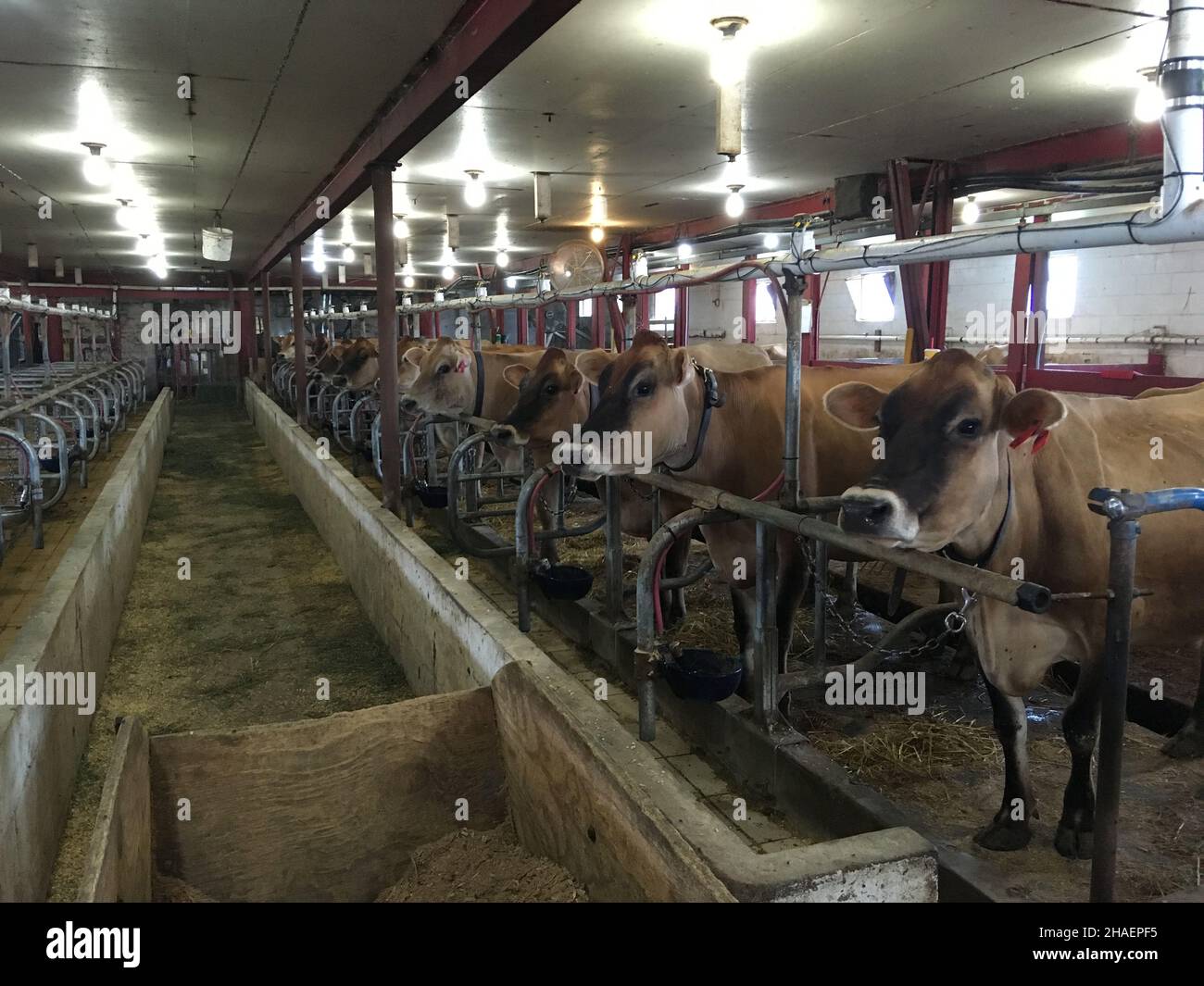 A view of many cows aligned in stables Stock Photo - Alamy