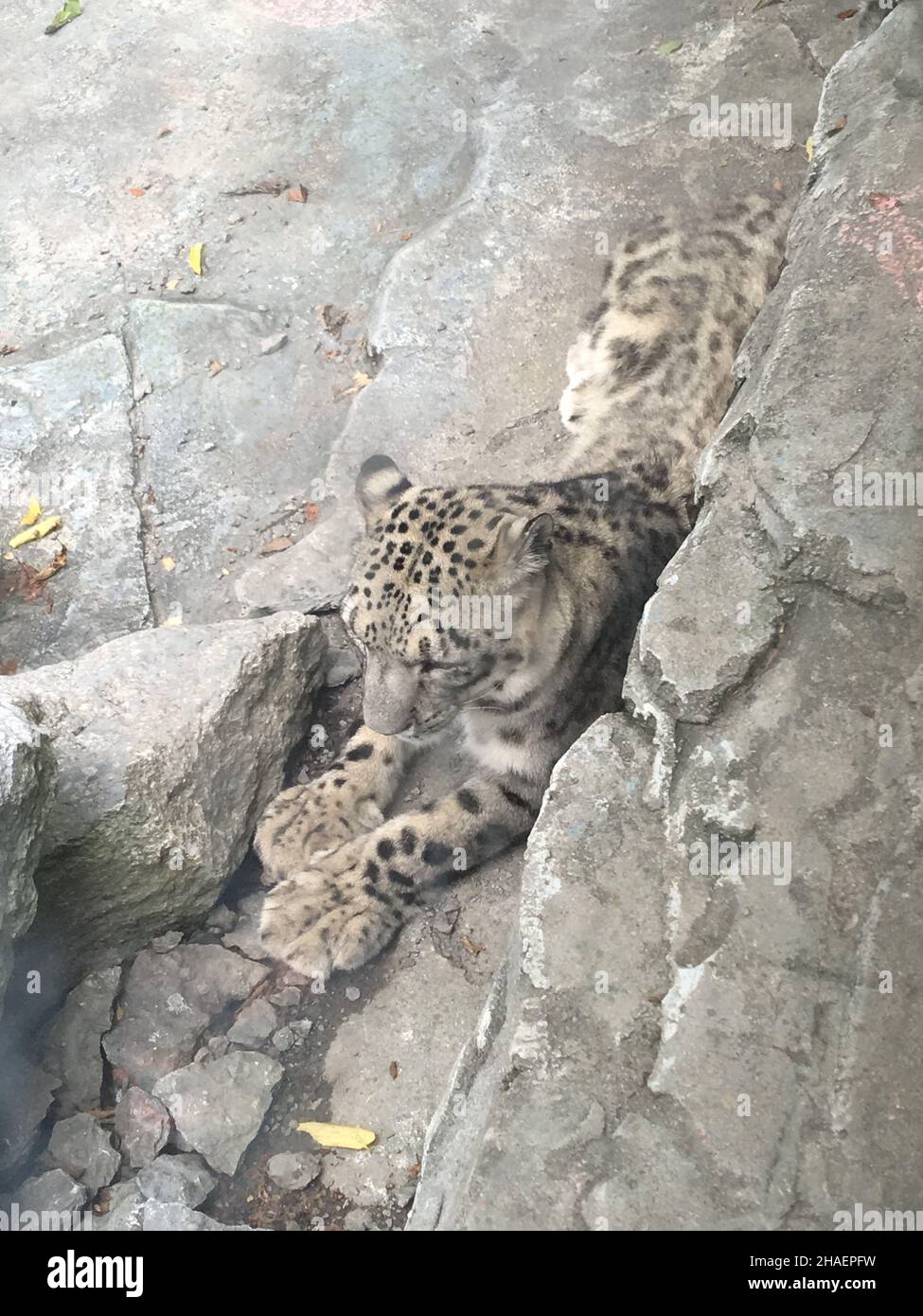 A top view of a leopard relaxing on a rocky ground Stock Photo - Alamy