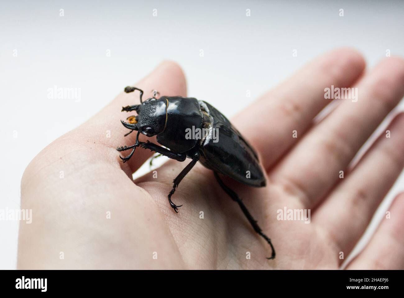 Lucanus cervus, the European stag beetle, is one of the best-known ...