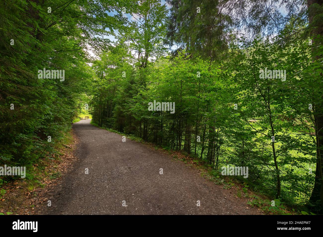 path through lush spruce forest. pine trees along the way in summer ...