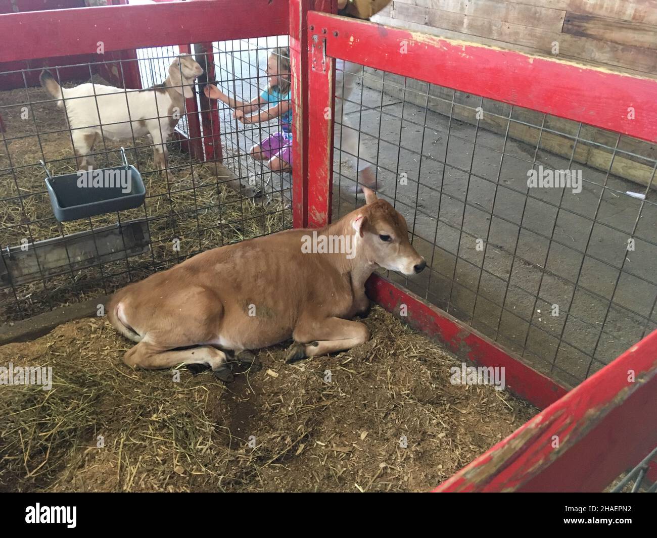 A close up of a Baby Cow sitting inside a metal opened fence in a zoo ...