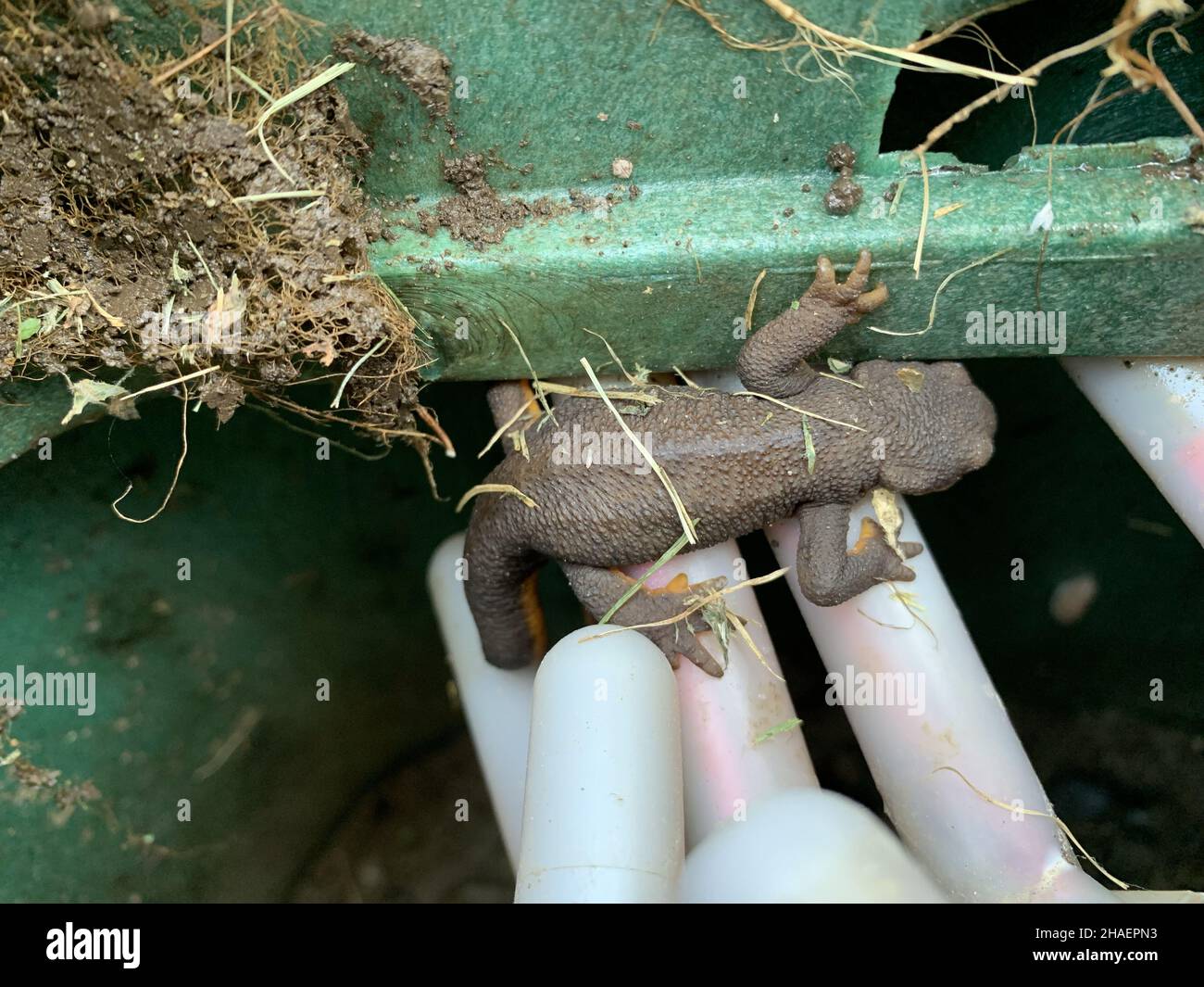 Dead salamander hi-res stock photography and images - Alamy