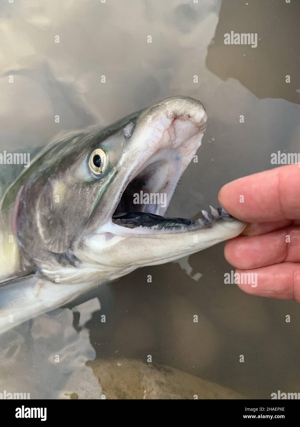 A close up of a male hand touches salmon teeth opening his mouth Stock ...