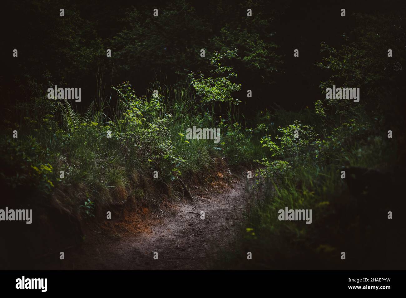 Enchanted forest, magical trail, mystical woodland background Stock ...