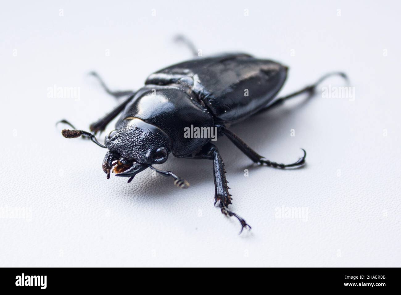 Lucanus cervus, the European stag beetle, is one of the best-known ...