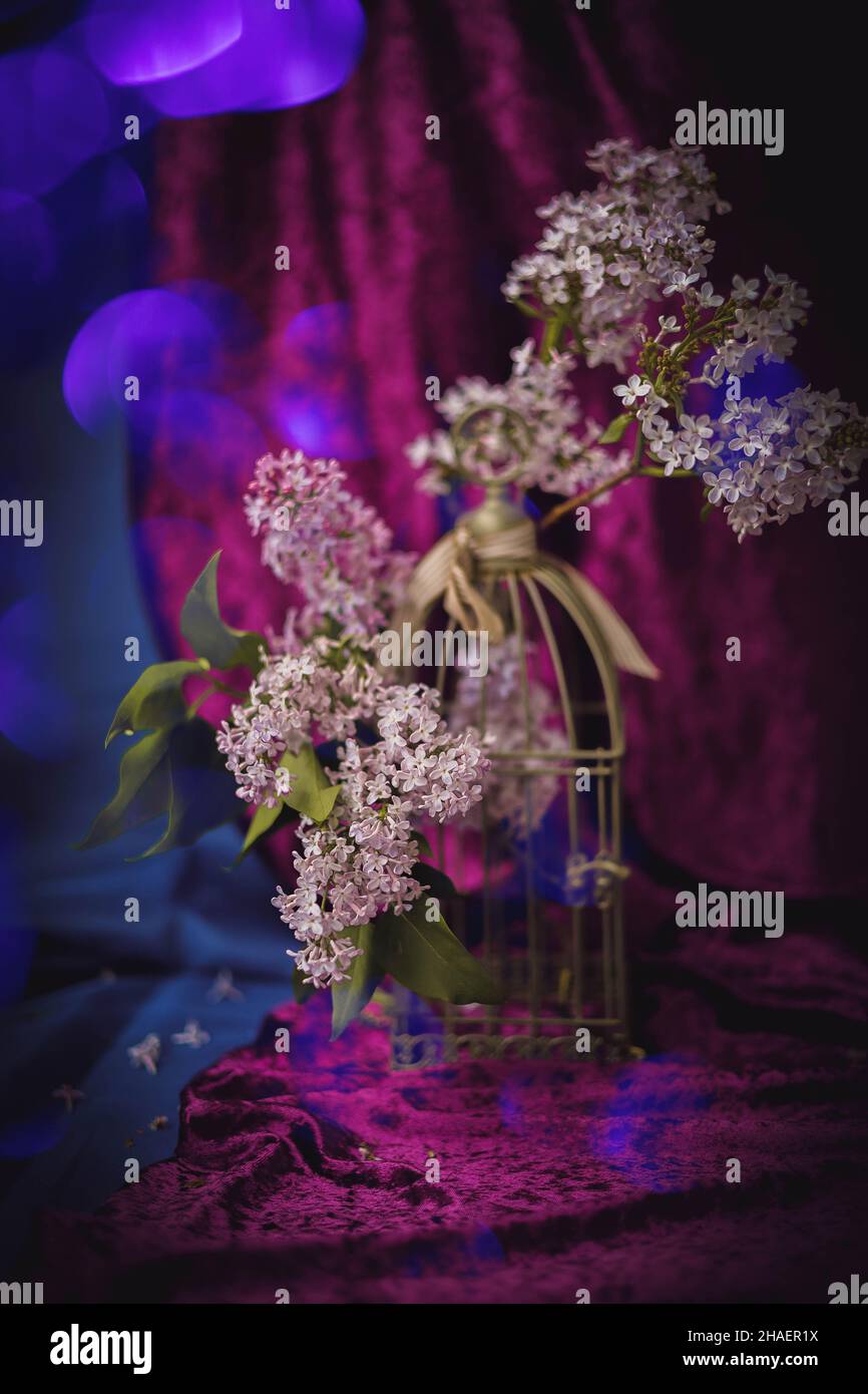 Dark vintage still life with beautiful branches of lilac Stock Photo ...