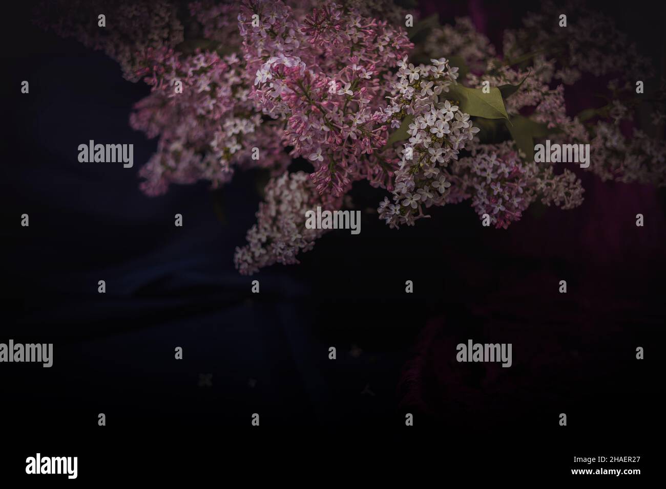 Dark vintage still life with beautiful branches of lilac Stock Photo ...