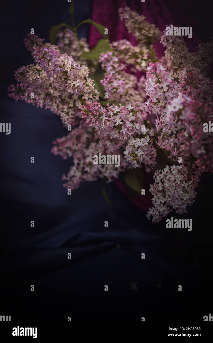 Dark vintage still life with beautiful branches of lilac Stock Photo ...