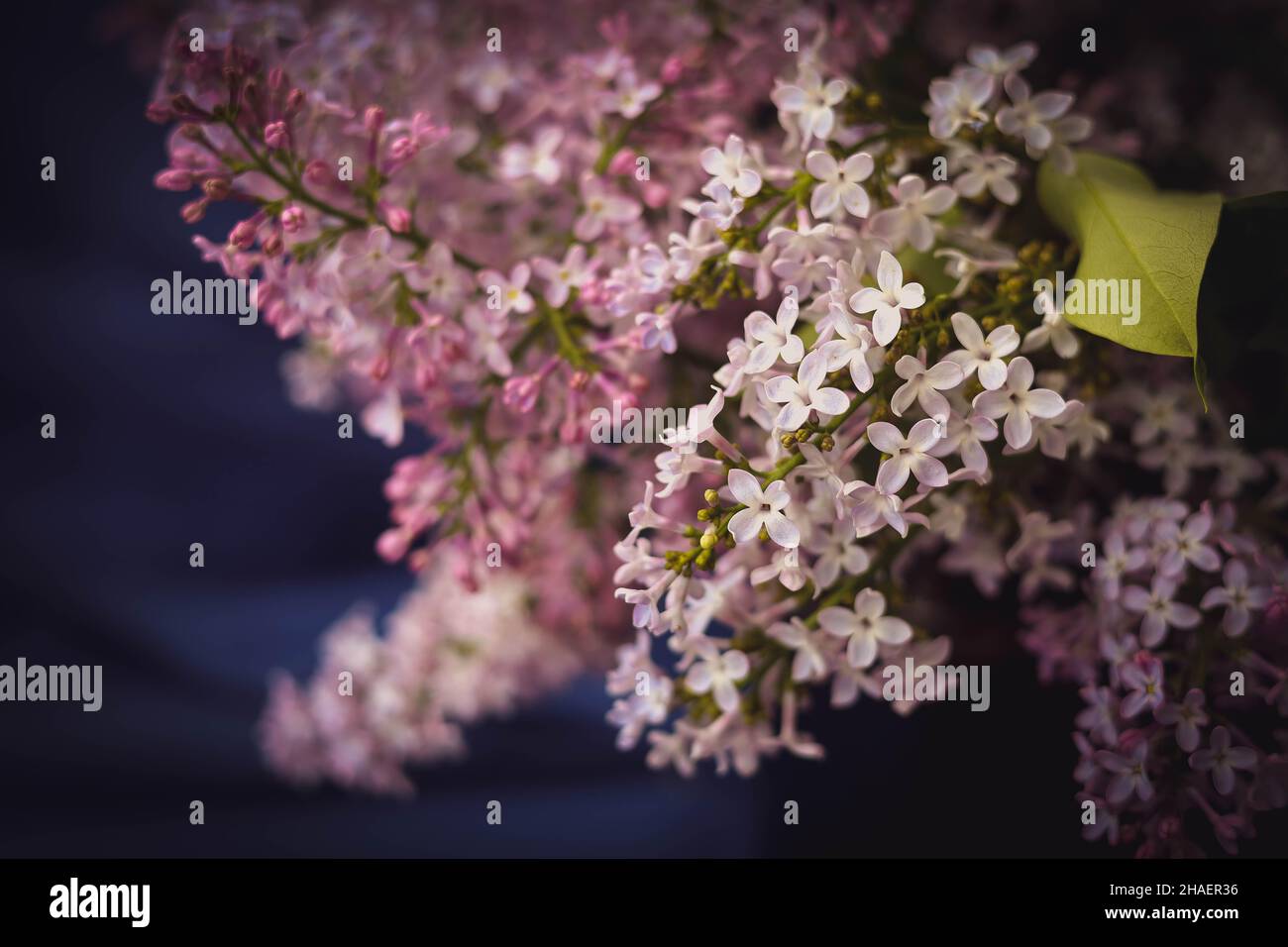Dark vintage still life with beautiful branches of lilac Stock Photo ...