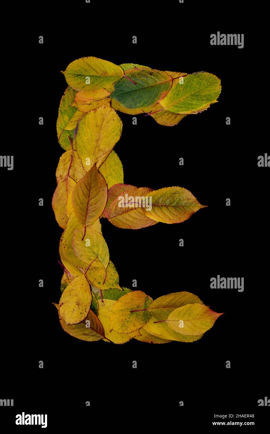 A vertical shot of the capital letter E made of autumn leaves on the ...