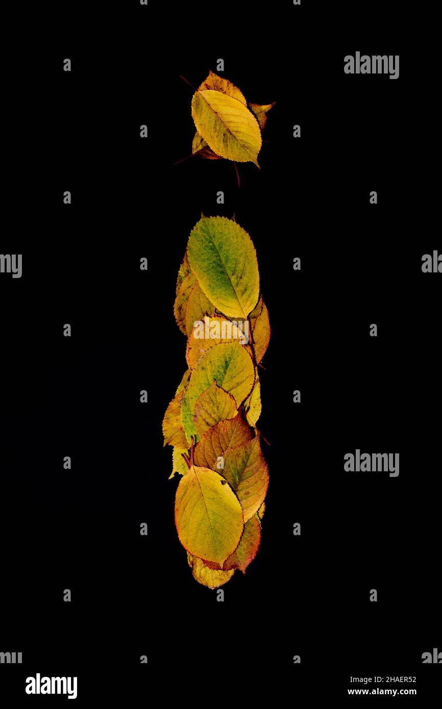 A vertical shot of the letter i made of autumn leaves on the black ...