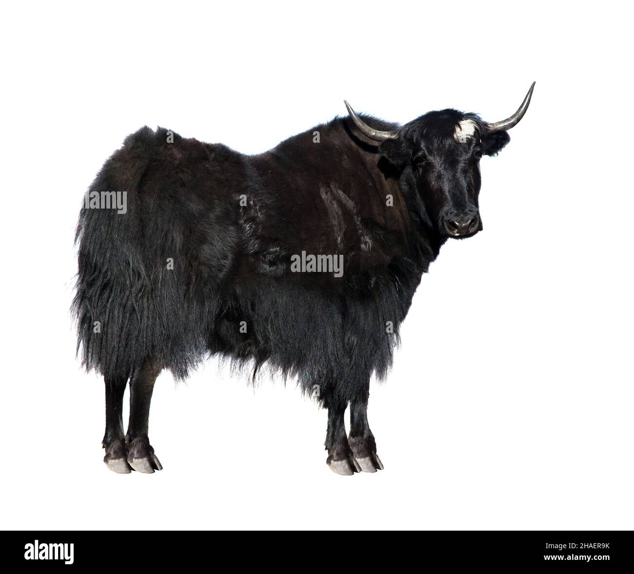 black yak (Bos mutus) isolated on white background Stock Photo - Alamy