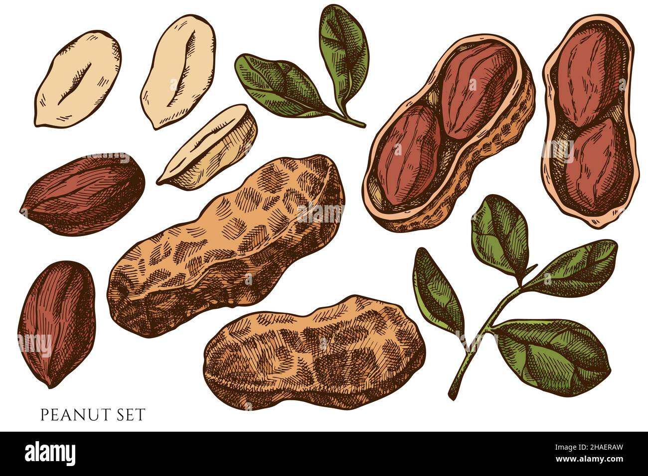 Vector set of hand drawn colored peanut Stock Vector Image & Art - Alamy