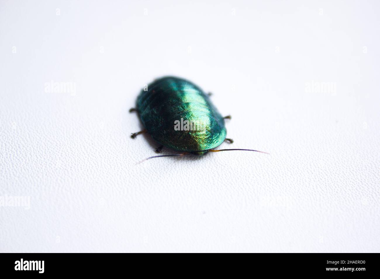 Corydidarum magnifica is definitely one of the most beautiful ...