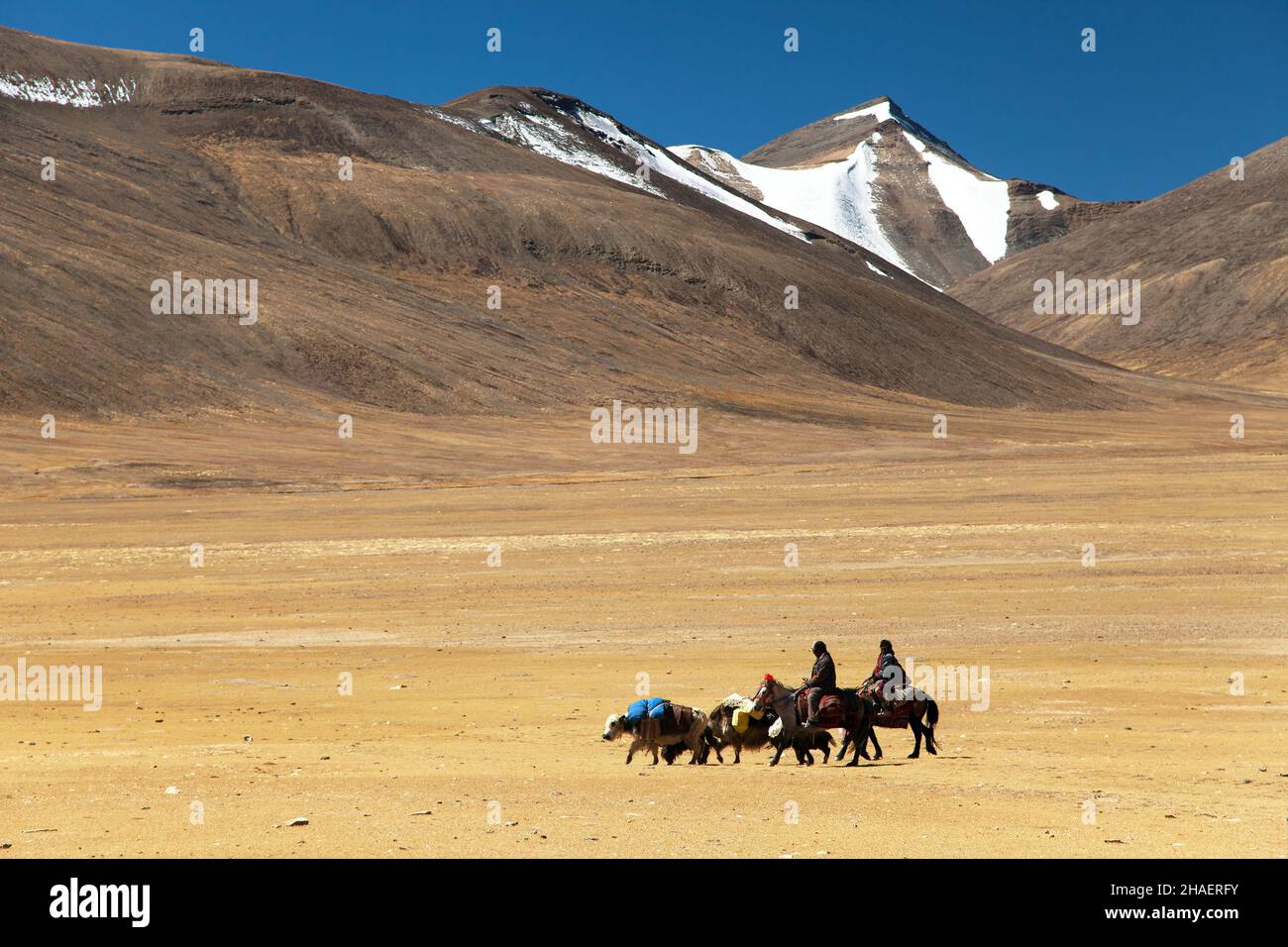 small caravan going on plane in Rupshu valley near Tso Moriri lake ...