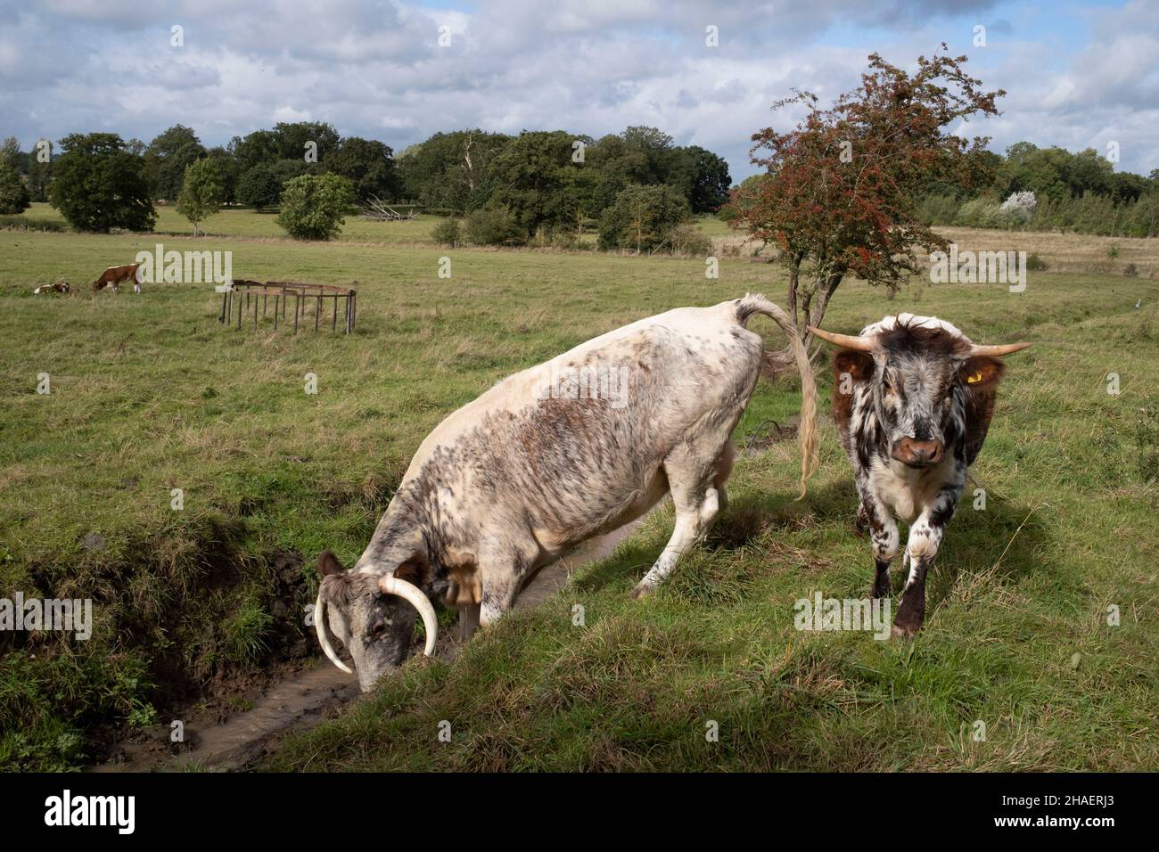 English Longhorn cattle on 3rd October 2021 in Coughton, United Kingdom ...