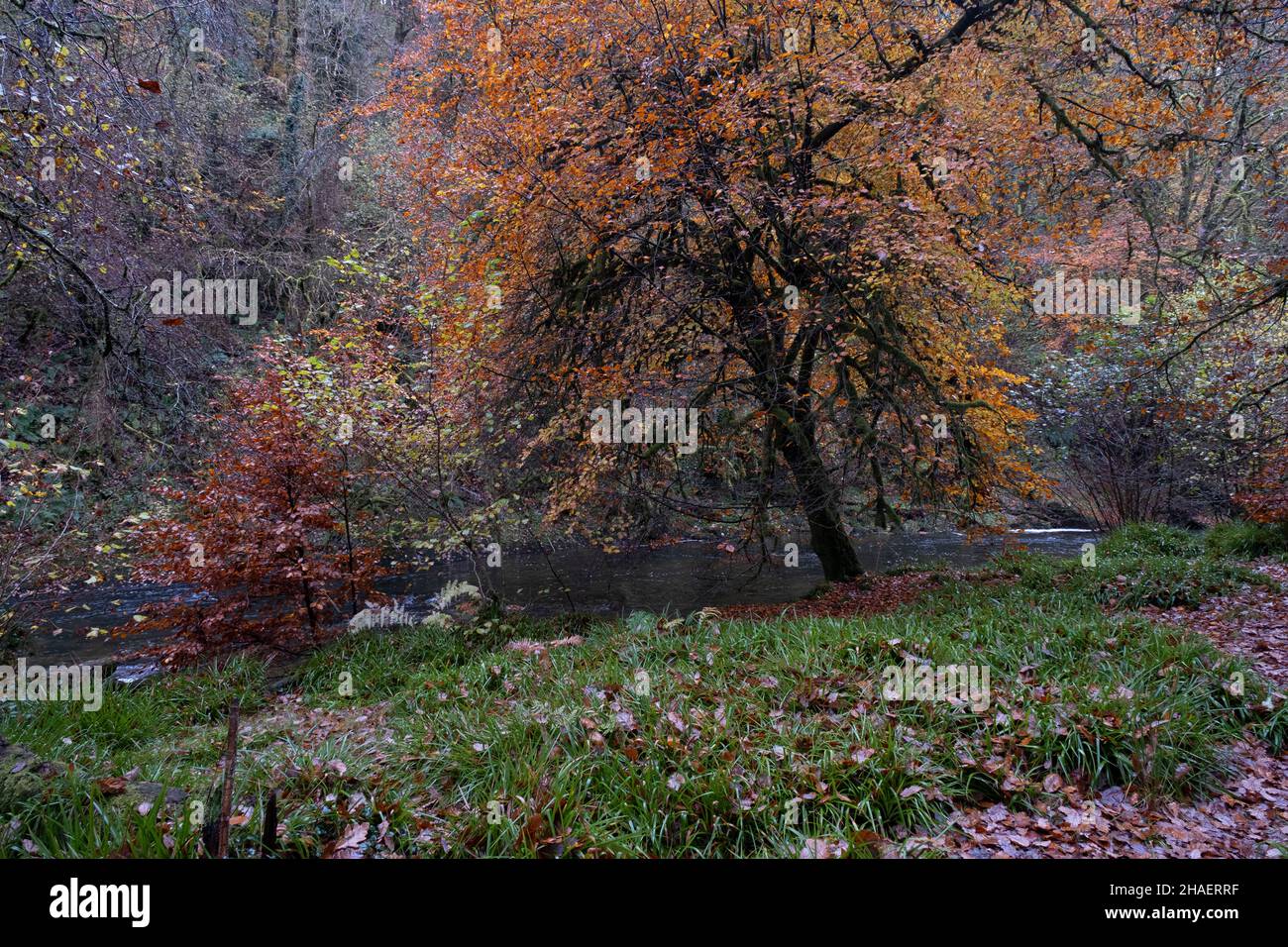 Beautiful Autumn colours amongst the trees surrounding the river at ...