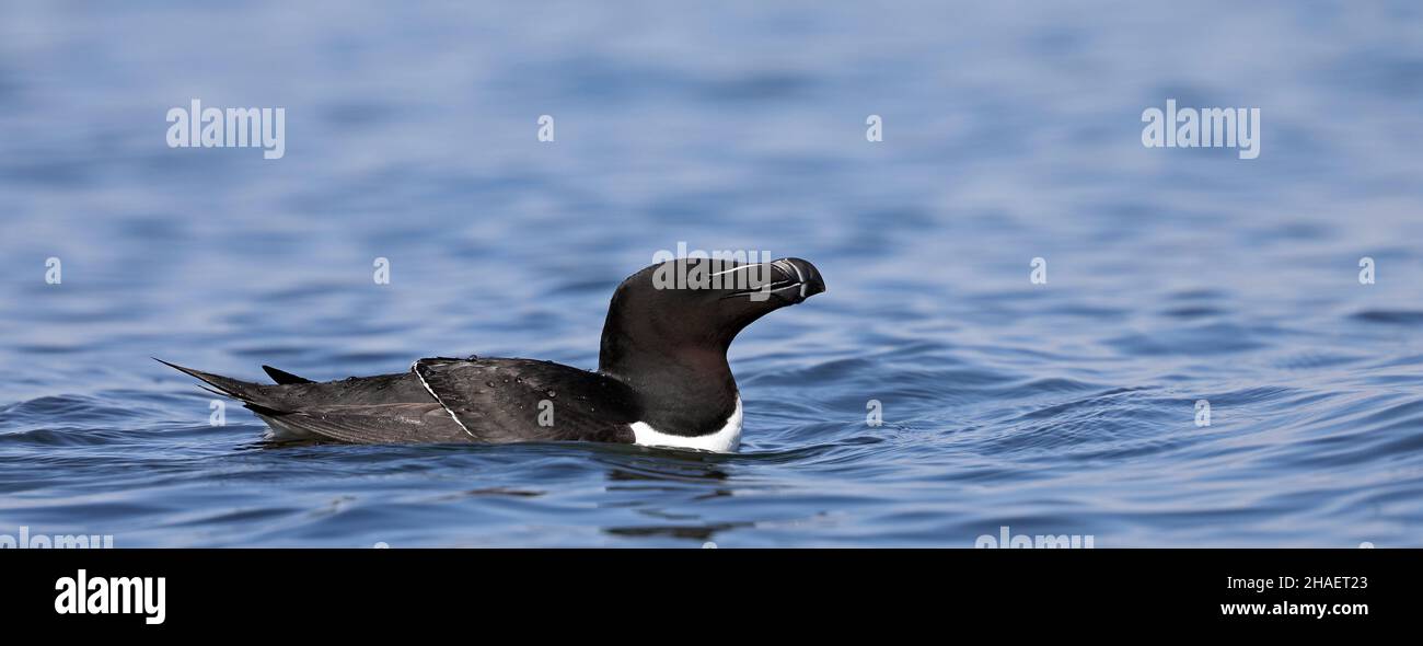 Razorbill, Lesser auk swimming in sea Stock Photo - Alamy