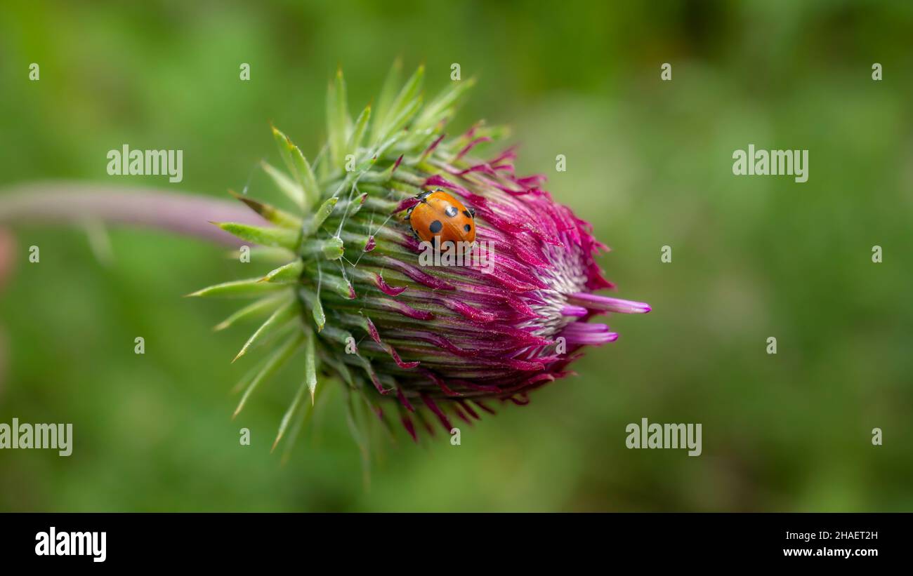 A shallow focus shot of a ladybug on a thistle, taken at 1400m in ...