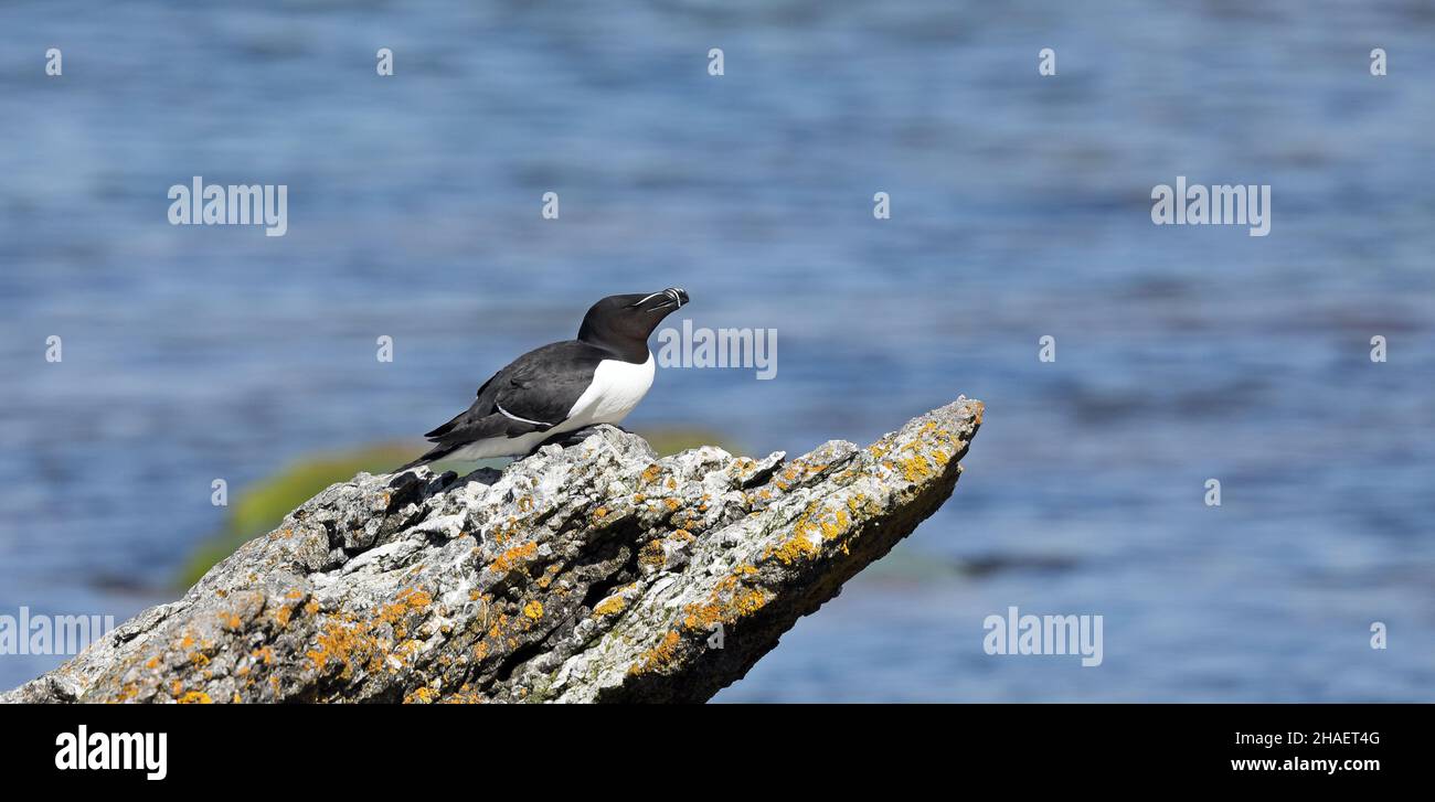 Razorbill, Lesser auk resting on cliff, water background Stock Photo ...