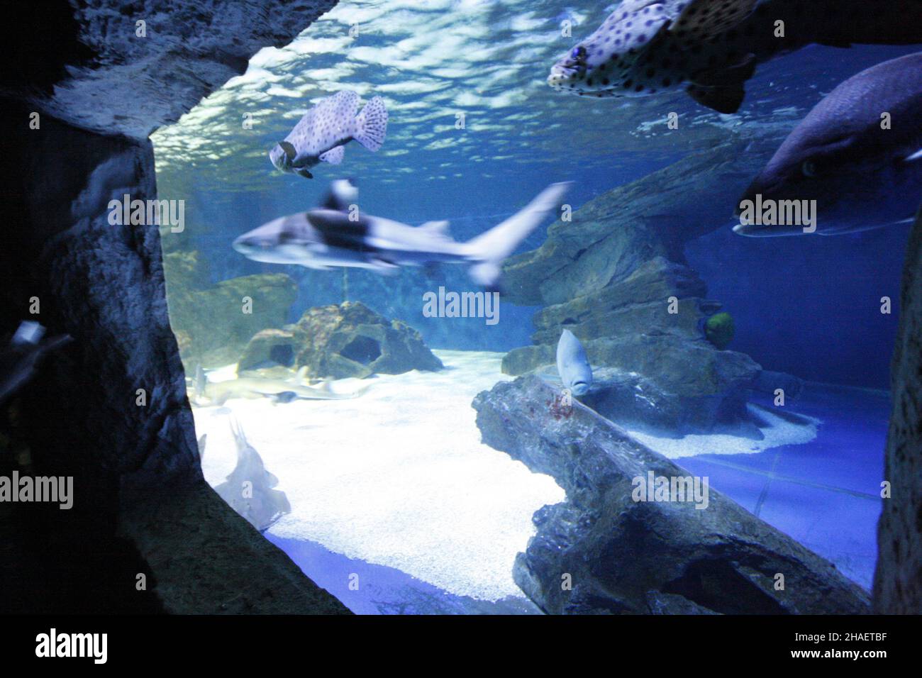 beautiful pictures of the Cattolica aquarium, Emilia Romagna, Italy. Le ...