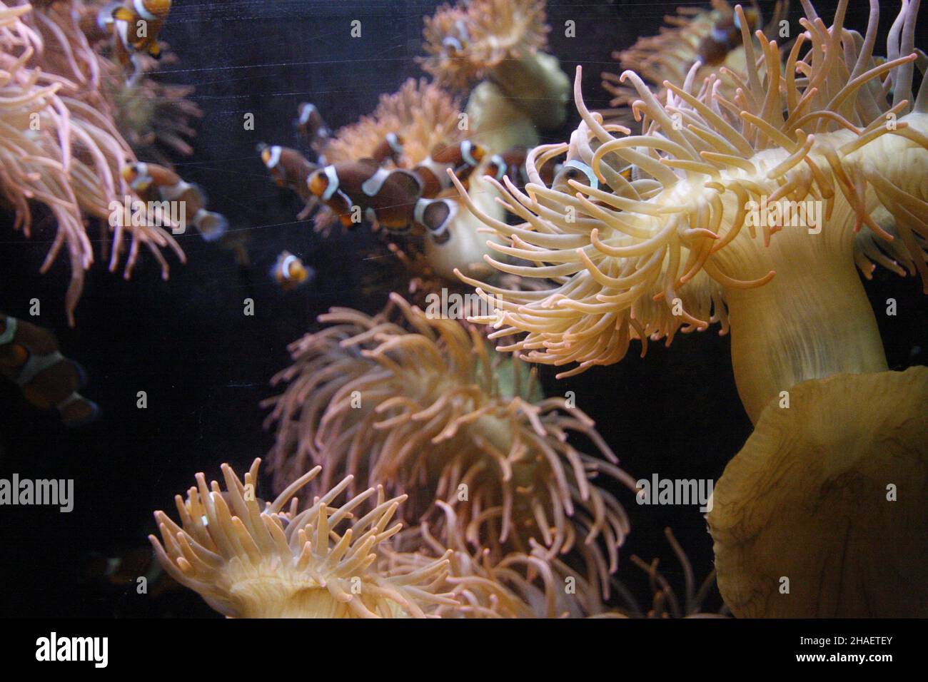 beautiful pictures of the Cattolica aquarium, Emilia Romagna, Italy. Le ...