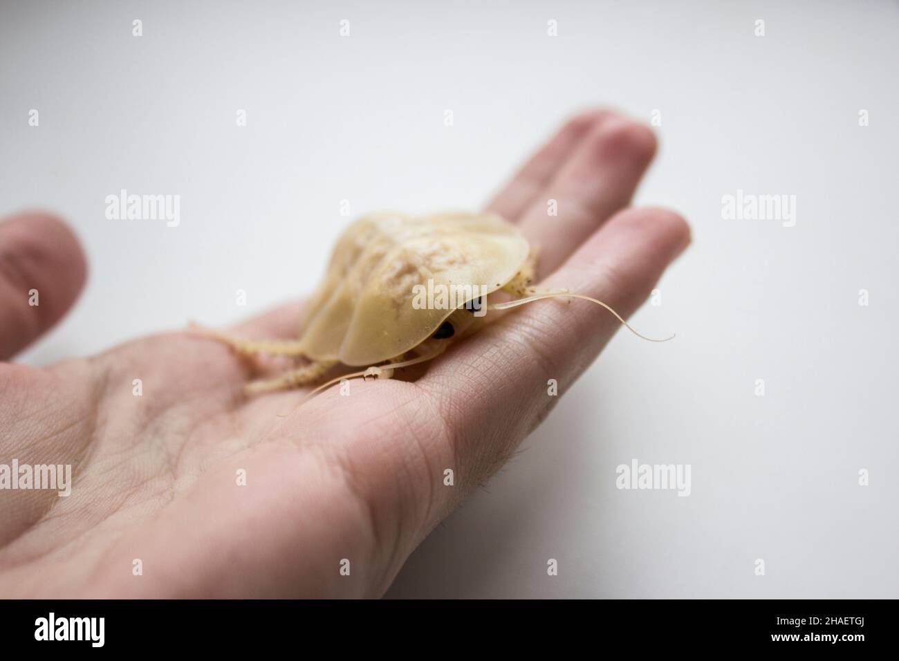 Archimandrita tesselata is one of the species of South American ...