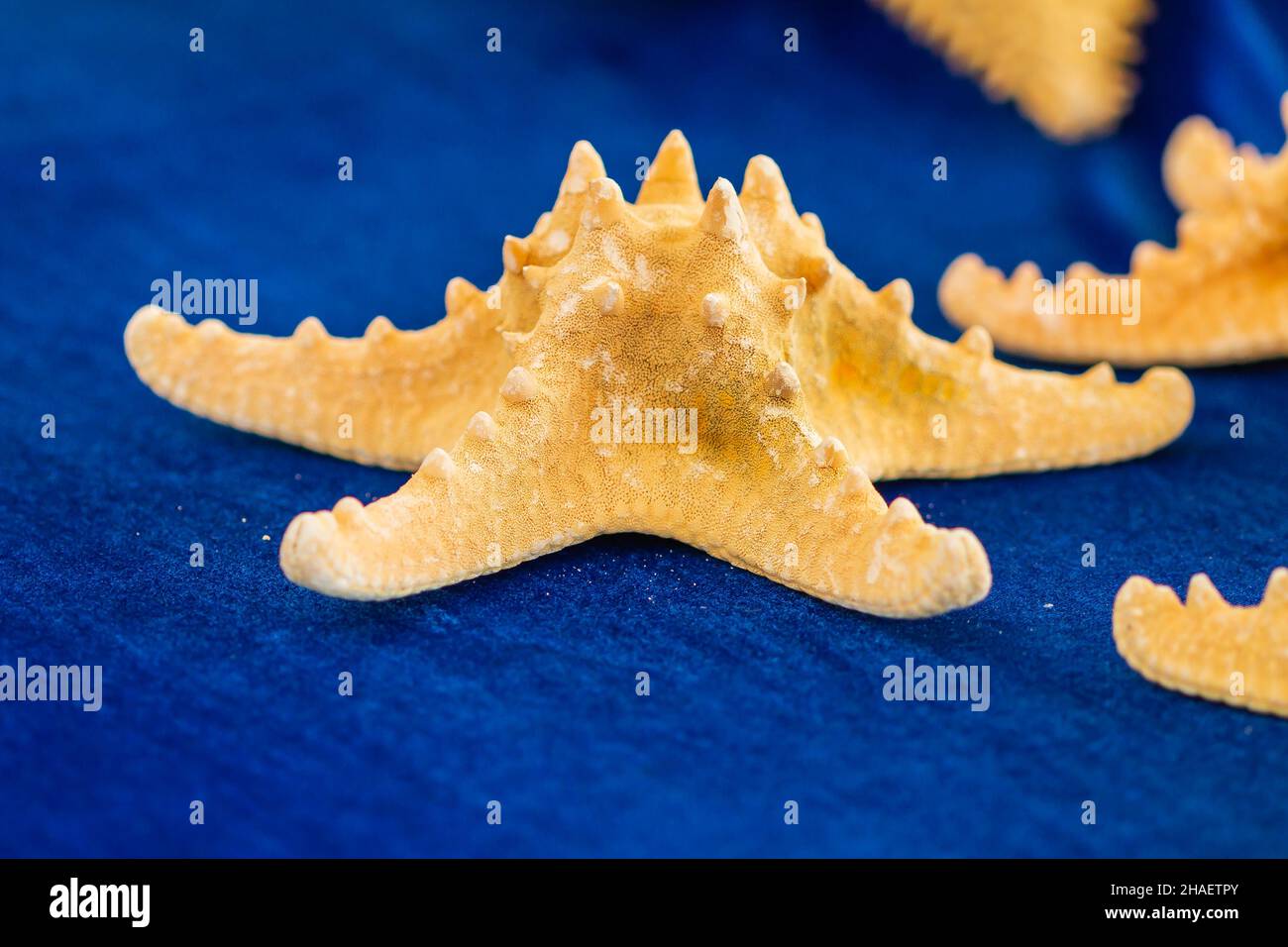 A dried yellow tropical starfish with blue background Stock Photo - Alamy