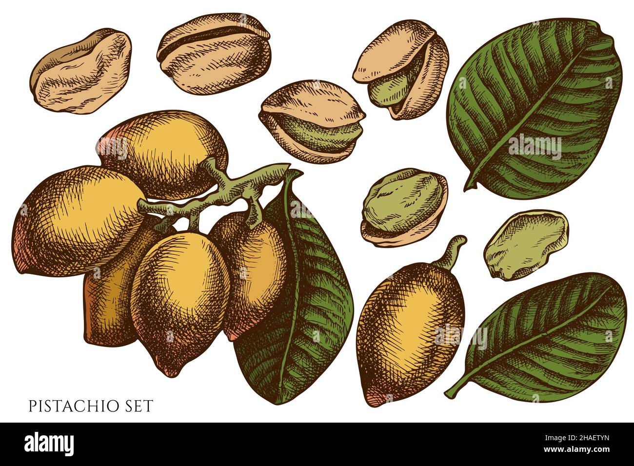 Vector set of hand drawn colored pistachio Stock Vector Image & Art - Alamy