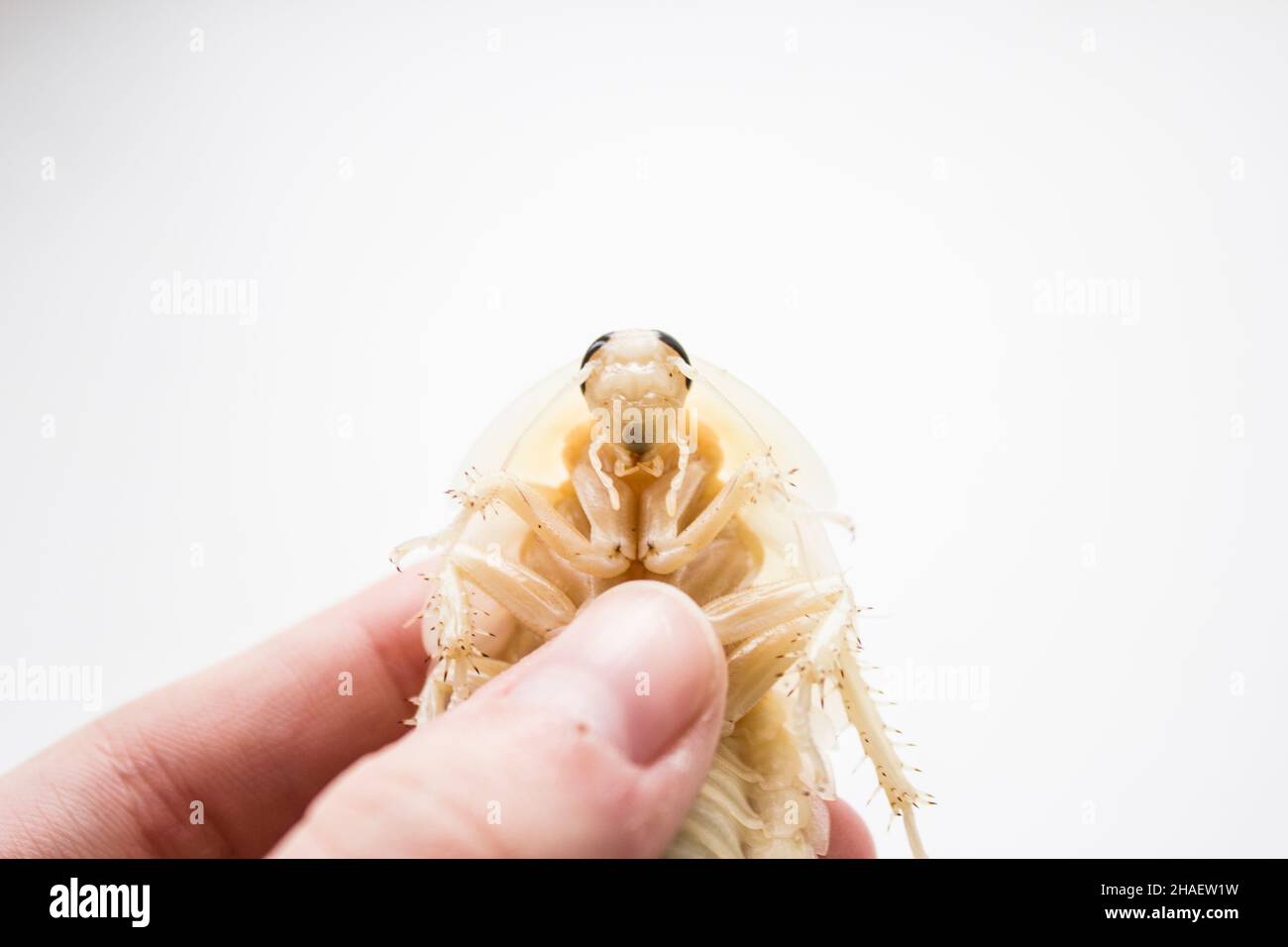 Archimandrita tesselata is one of the species of South American ...