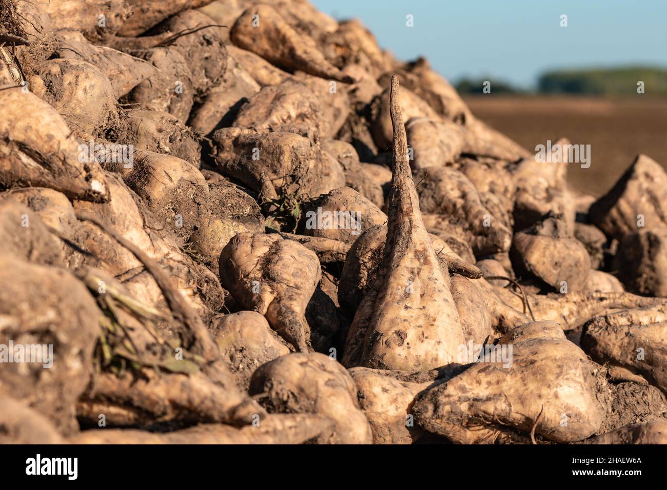 Pile of harvested sugar beet root crops in field, Beta vulgaris is also ...