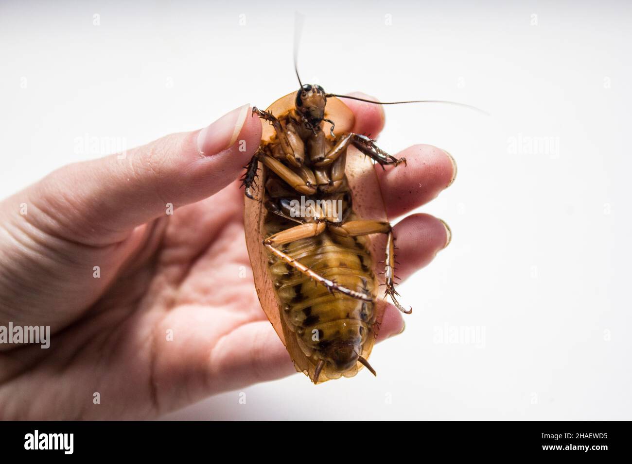 Megaloblatta Blaberoides