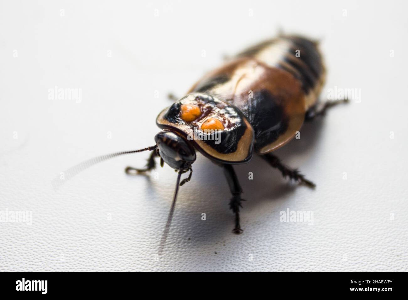 Glowspot cockroach hi-res stock photography and images - Alamy
