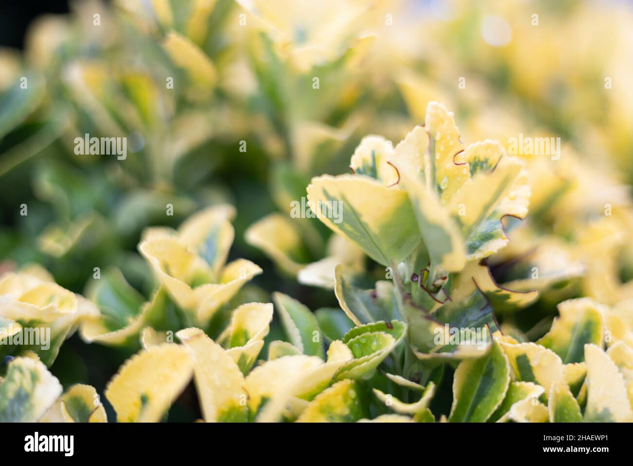 A closeup shot of a Japanese Spindle plant growing in the garden ...