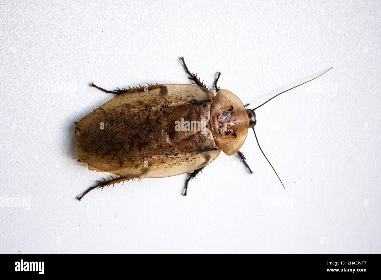 Archimandrita tesselata is one of the species of South American ...