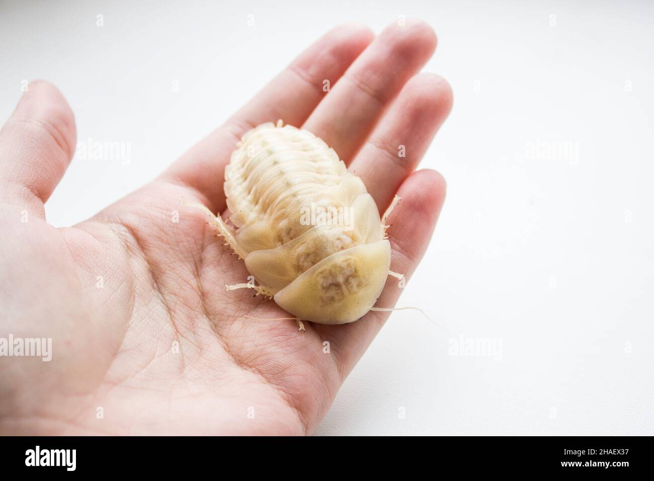 Archimandrita tesselata is one of the species of South American ...