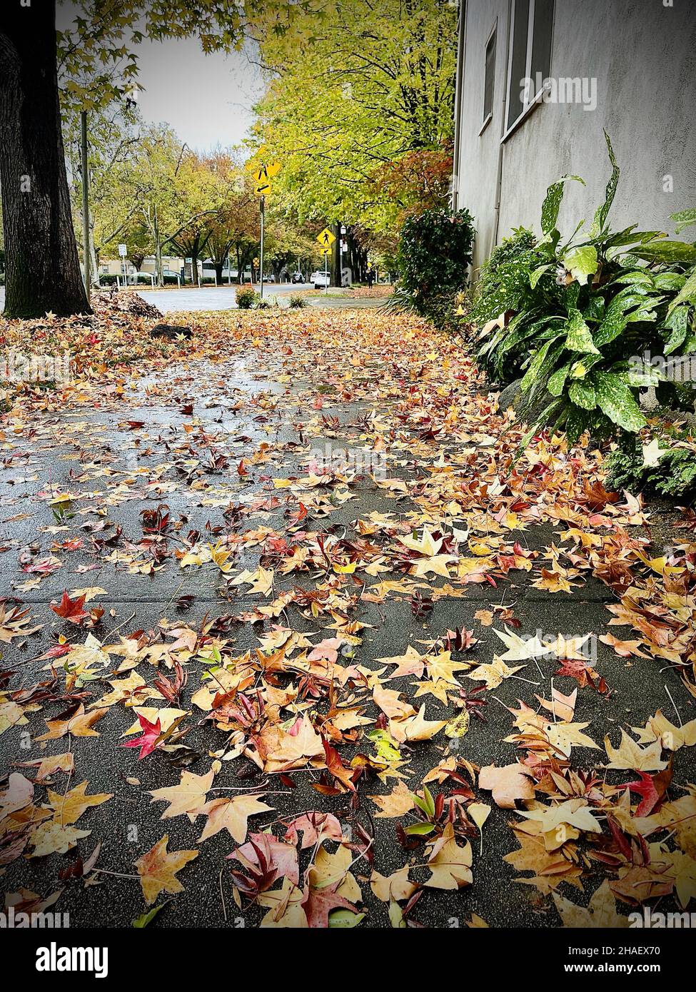 SACRAMENTO, UNITED STATES - Nov 09, 2021: Wet autumn leaves, covering a ...
