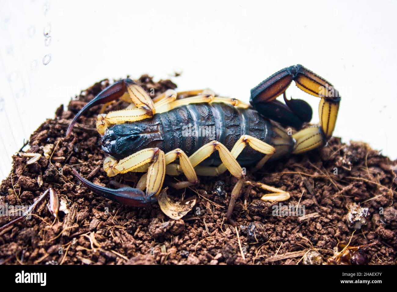 Centruroides bicolor is a species of bark scorpion from Central America ...