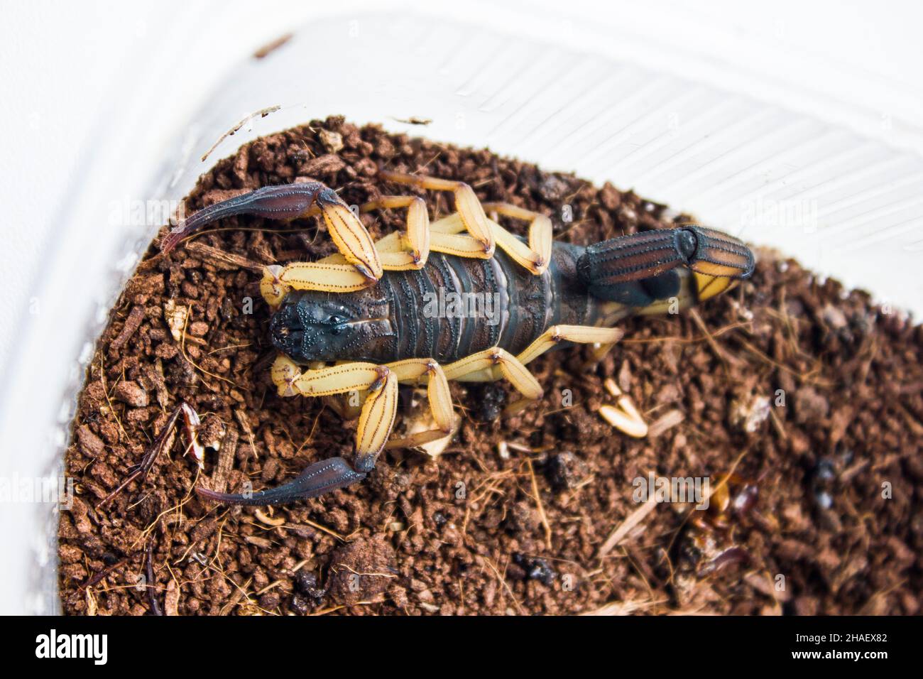 Centruroides bicolor is a species of bark scorpion from Central America ...