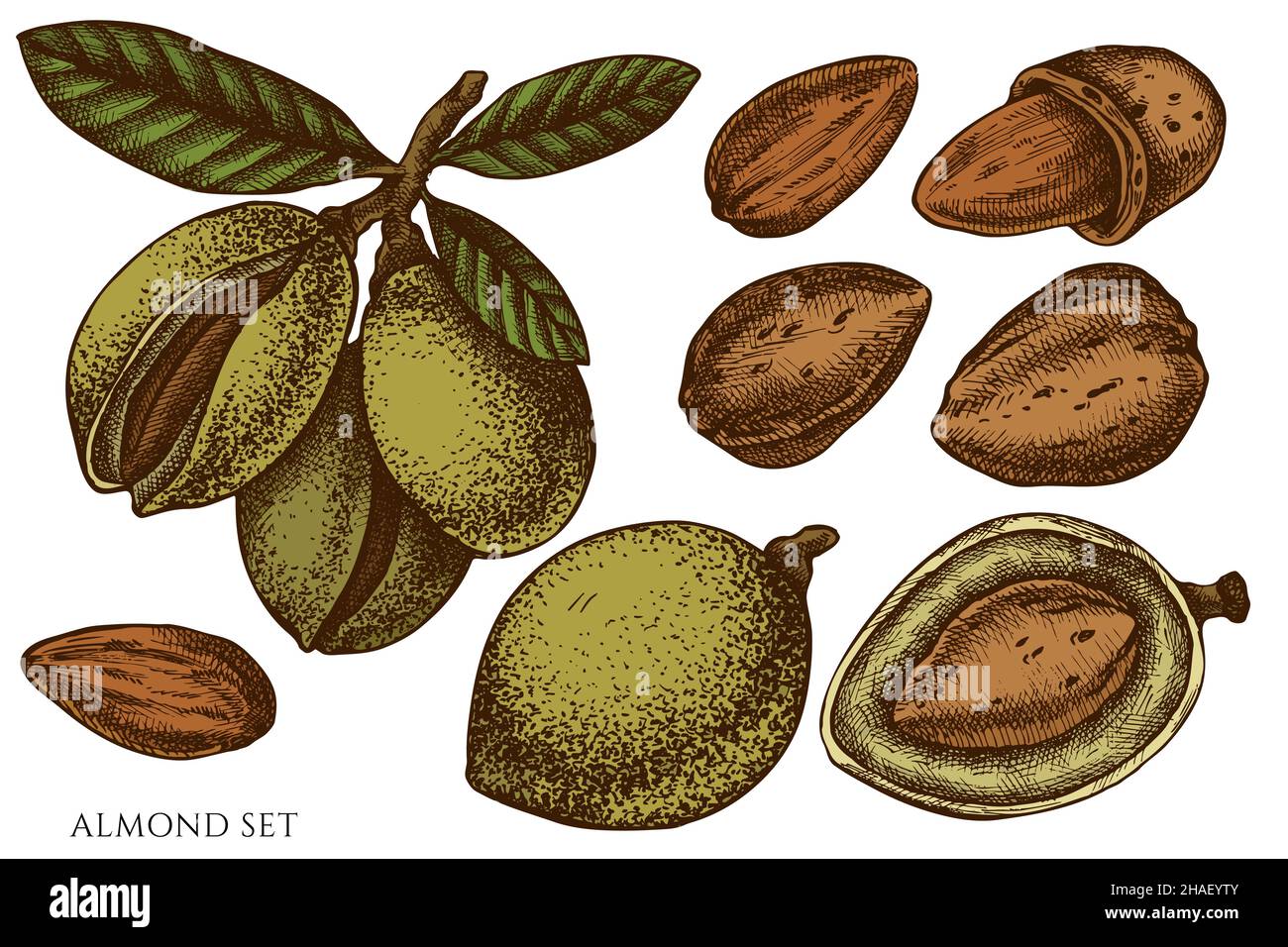 Vector set of hand drawn colored almond Stock Vector Image & Art - Alamy