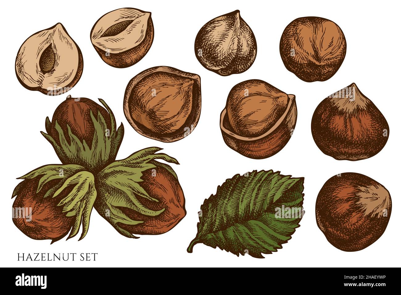 Vector set of hand drawn colored hazelnut Stock Vector Image & Art - Alamy