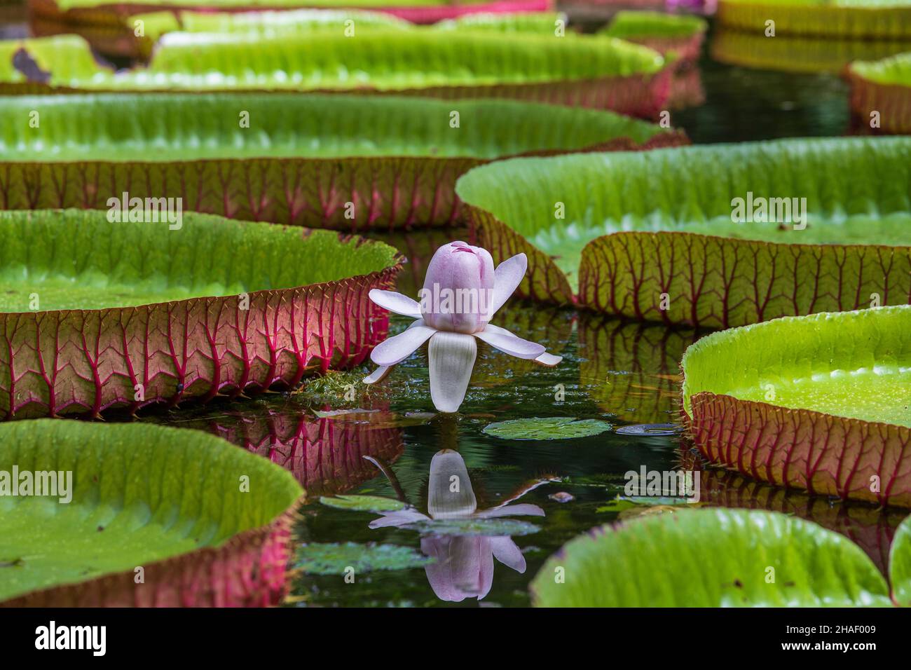 Giant water lily in botanical garden on Island Mauritius . Victoria ...