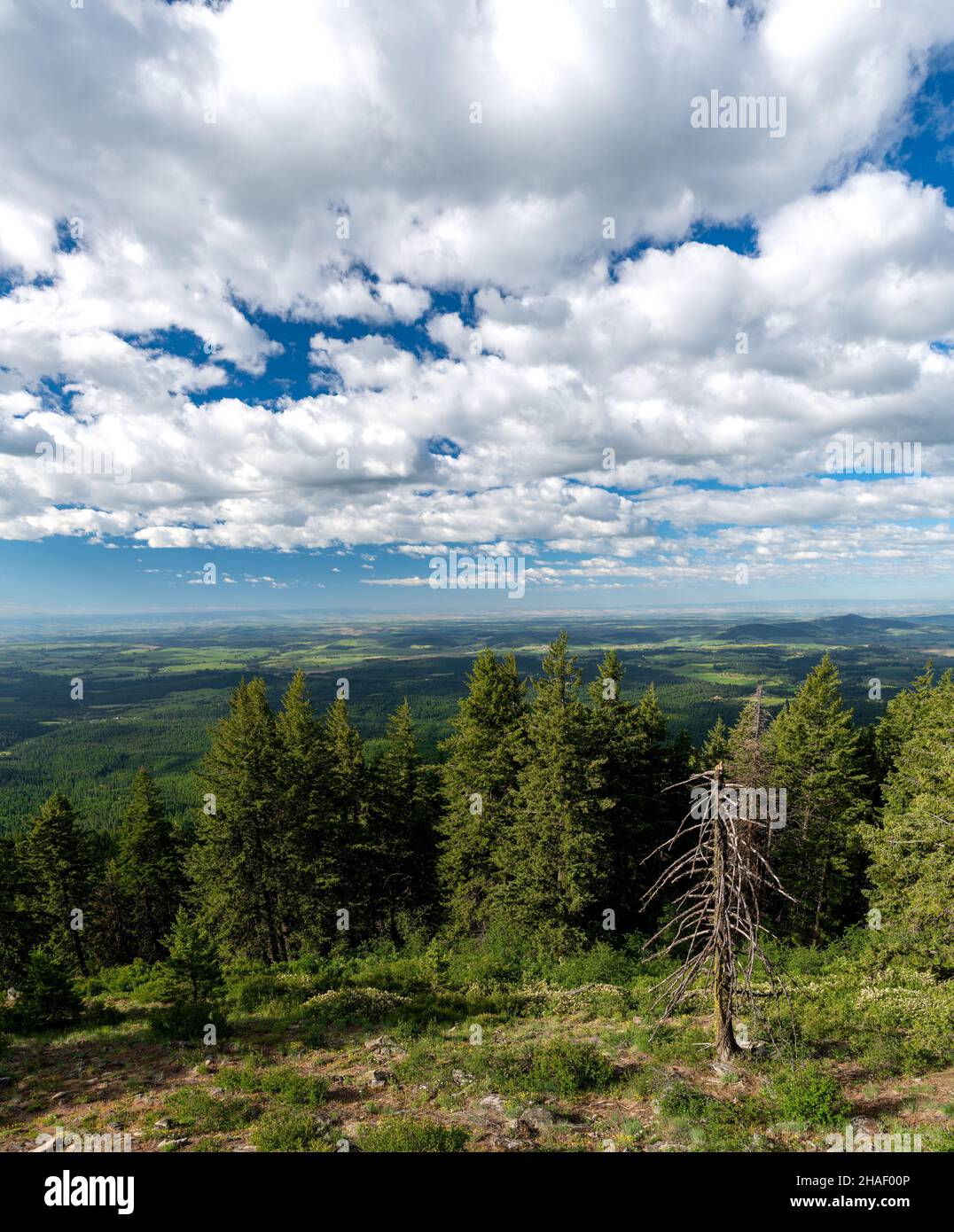 Clouds and blue sky over a healthy forest in North Idaho Stock Photo ...