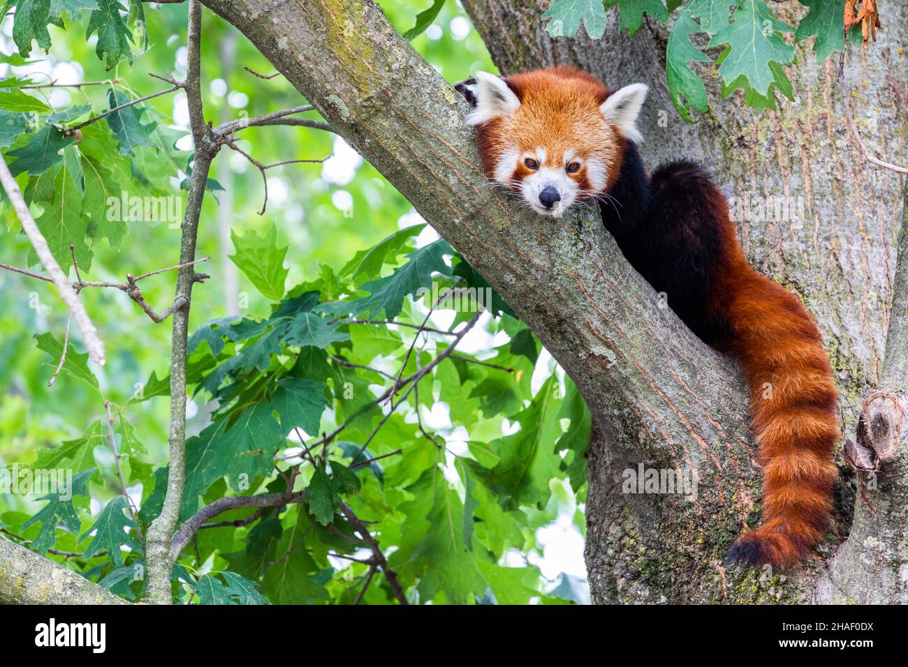 Red panda - Ailurus Fulgens - portrait. Cute animal resting lazy on a ...